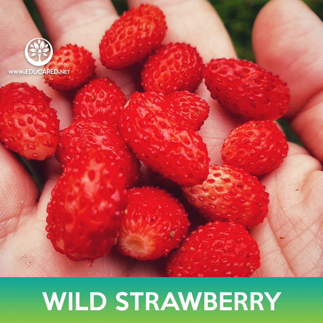 Wild Strawberry Seeds, Alexandria Alpine Strawberry – Educared