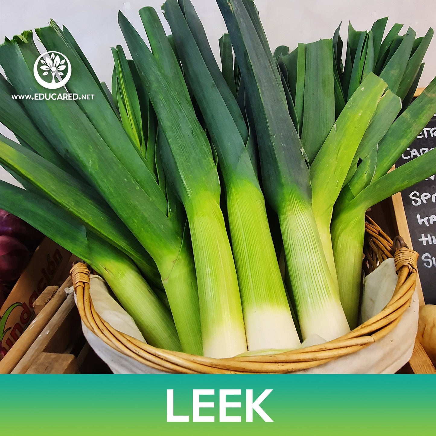 Leek Seeds, American Flag Leek, Allium porrum – Educared