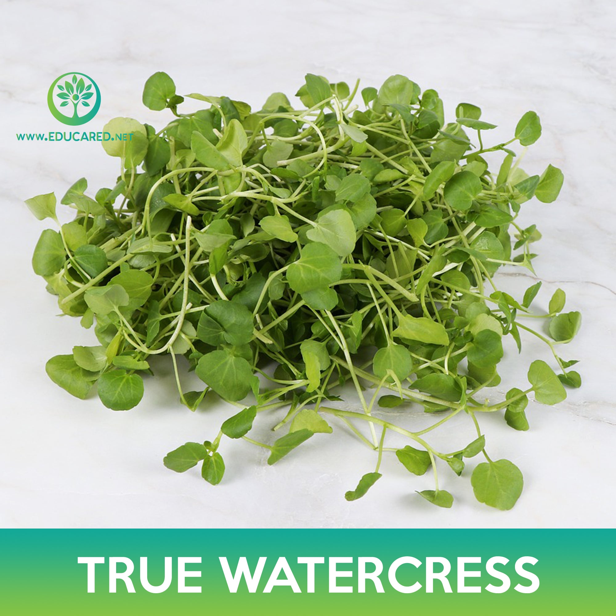 True Watercress Seeds Educared True Watercress Seeds Educared