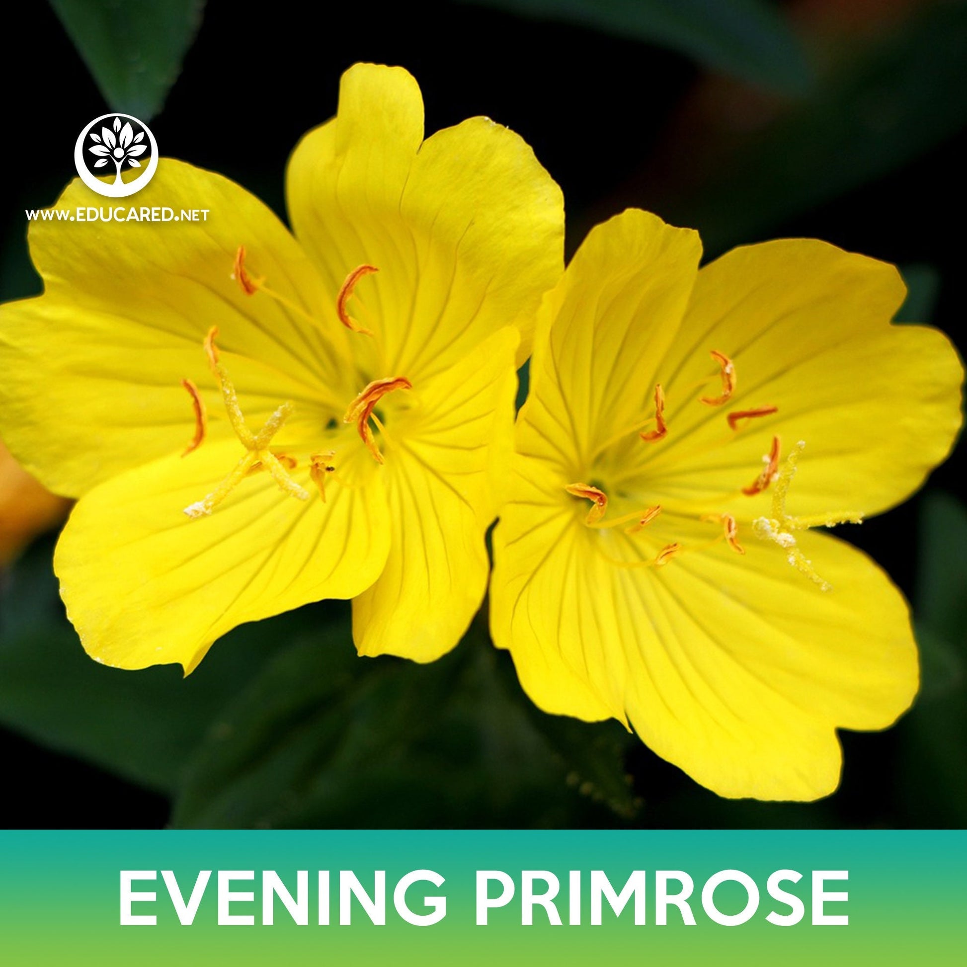 Evening Primrose Flower Seeds, Oenothera glazioviana – Educared