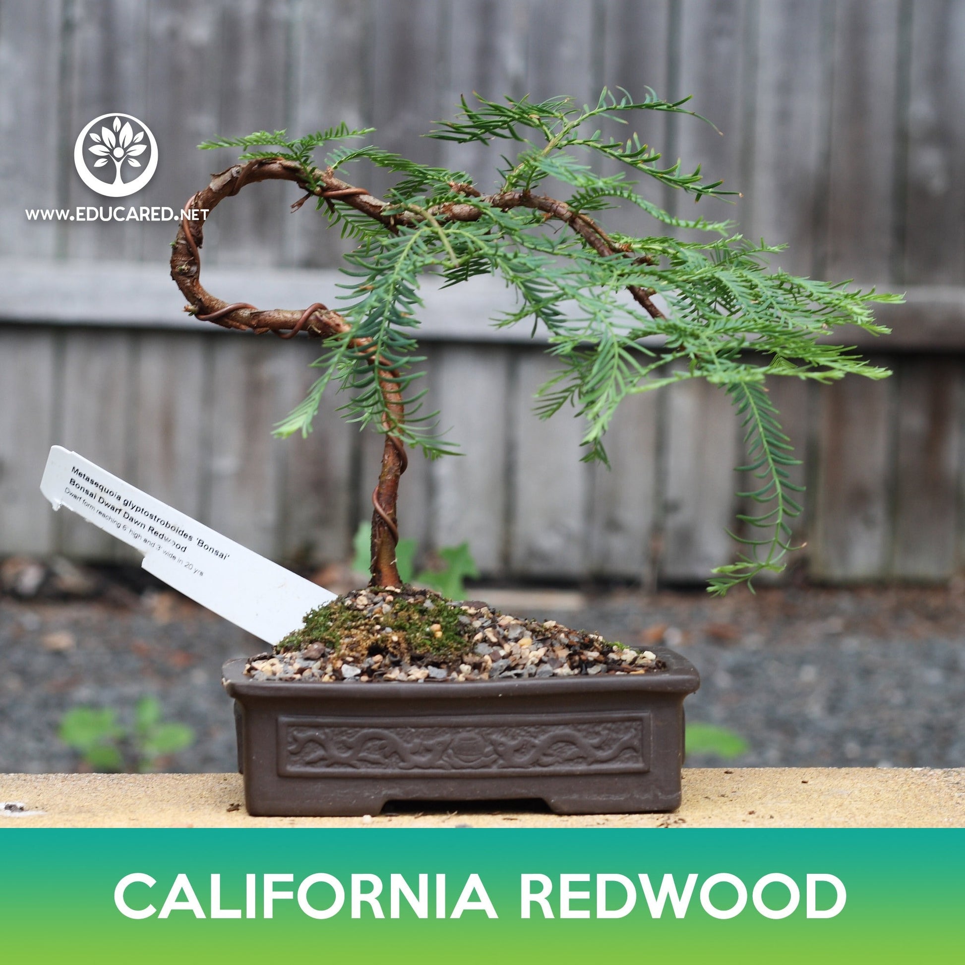 California Redwood Seeds, Coastal Sequoia, Coast Redwood, Sequoia semp ...