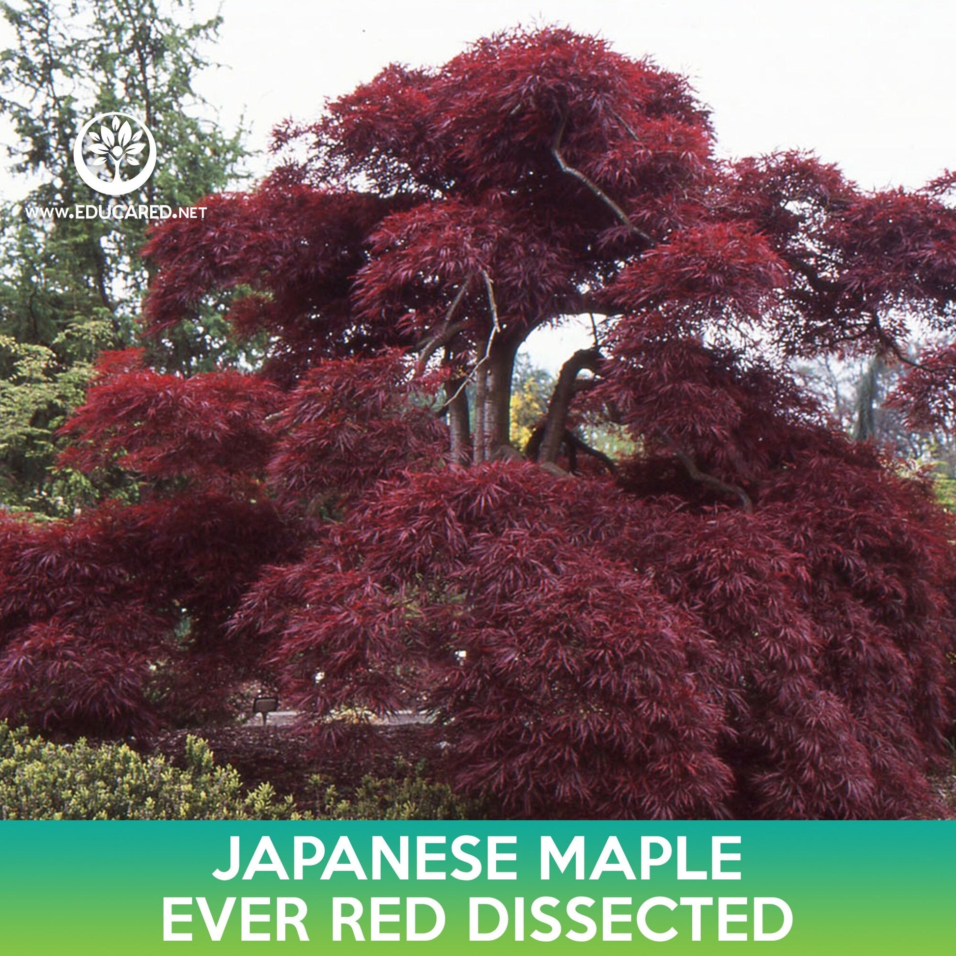 Ever Red Dissected Japanese Maple Seeds, Acer palmatum dissectum atrop ...